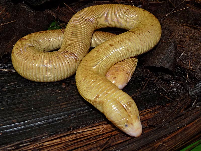 Hot Stove Herping: Peruvian Interlude Part 1 - Field Herp Forum