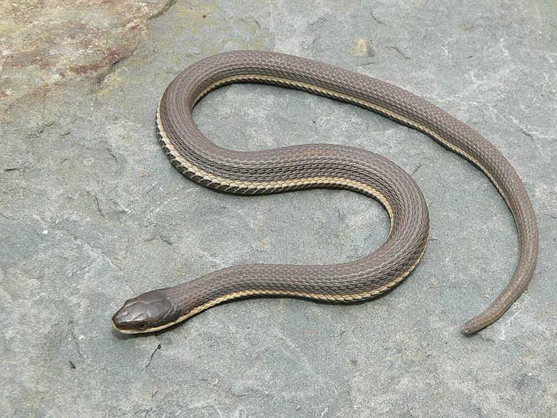 Rock of Ages - Field Herp Forum