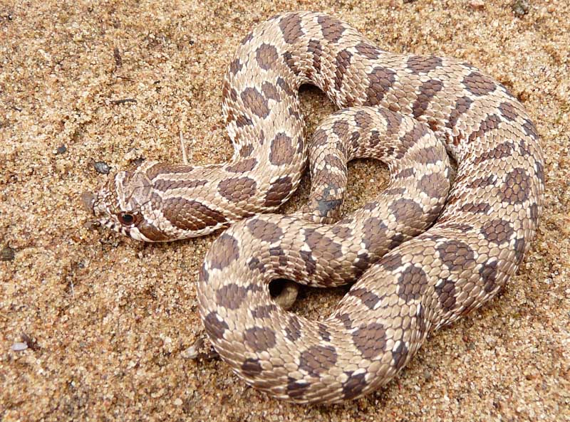 Hot Stove Herping Part One - Field Herp Forum