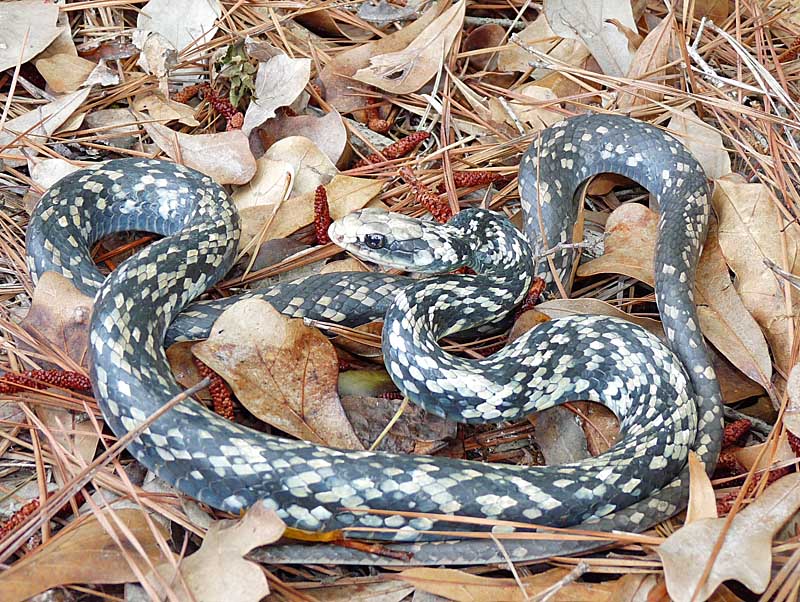 Hot Stove Herping Part Two - Field Herp Forum