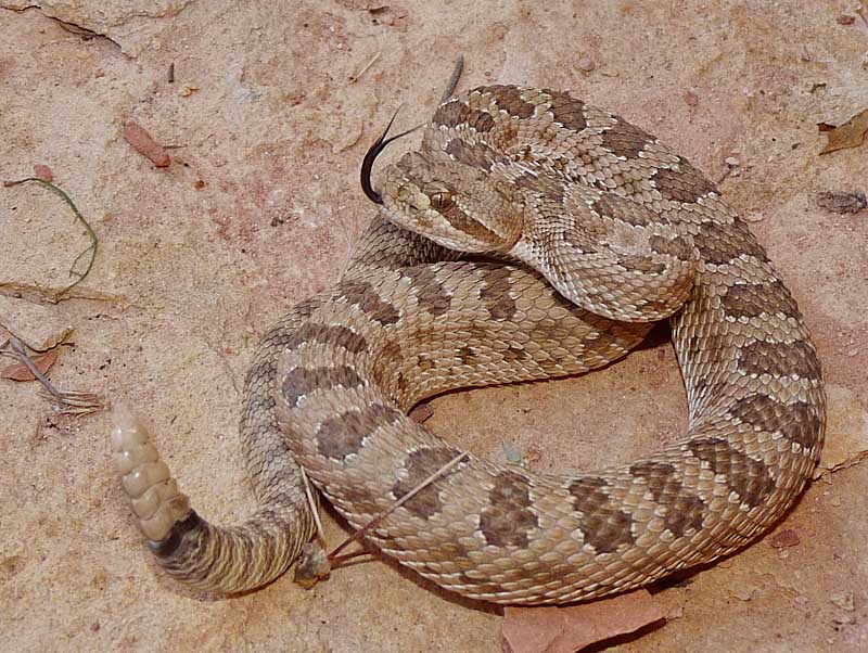 Four Corners Herping - Field Herp Forum