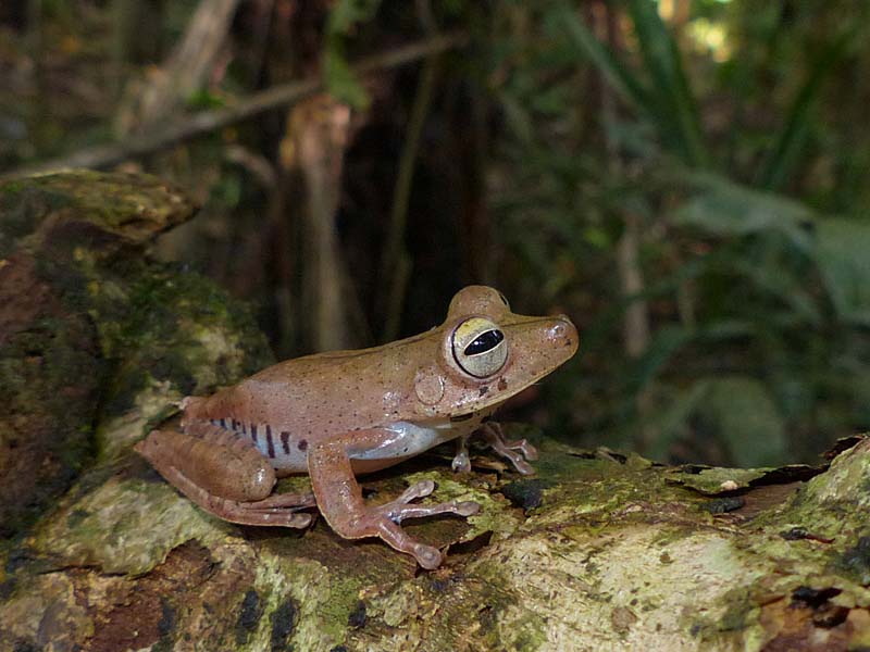 Hot Stove Herping: 2013 EOY post - Field Herp Forum