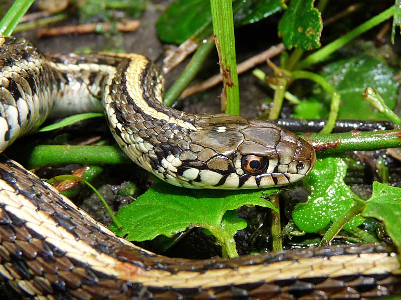 The Death of a Single Snake - Field Herp Forum