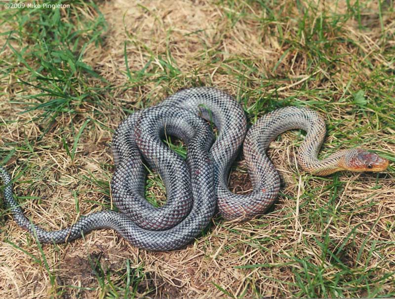 Baird's Rat Snake Status? - Field Herp Forum