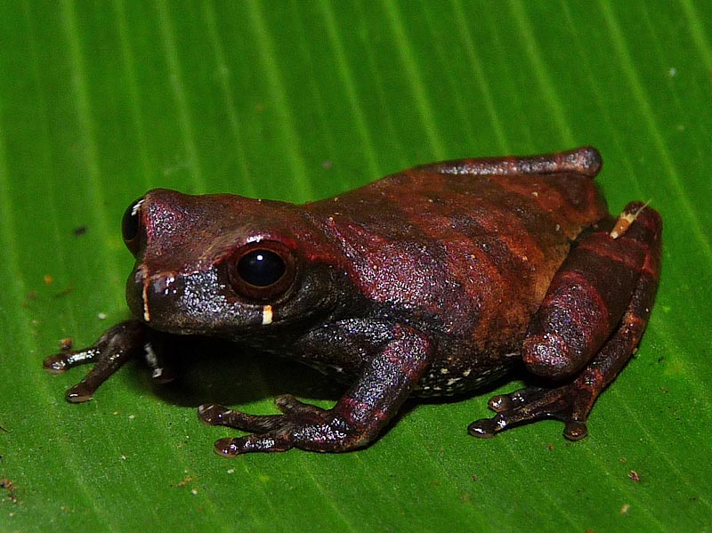 Hot Stove Herping: Part One - Field Herp Forum