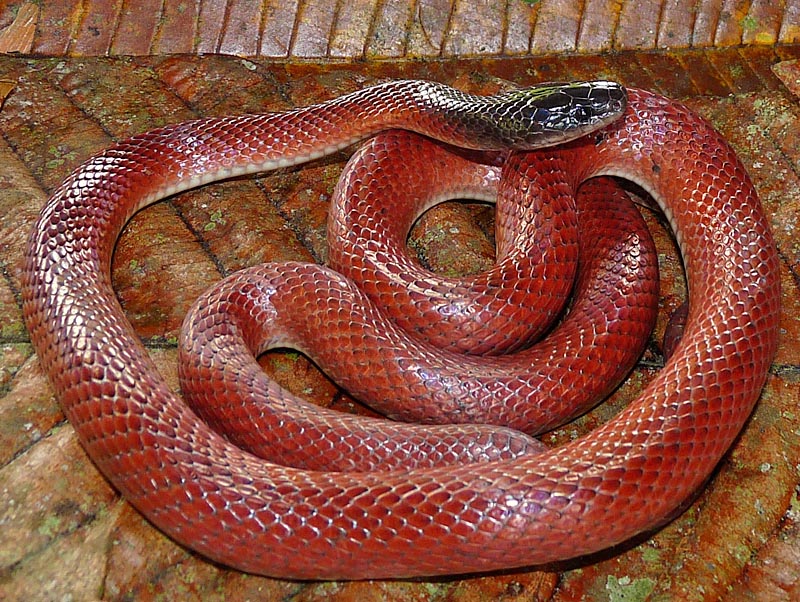 Hot Stove Herping: Peruvian Interlude Part 3 - Field Herp Forum