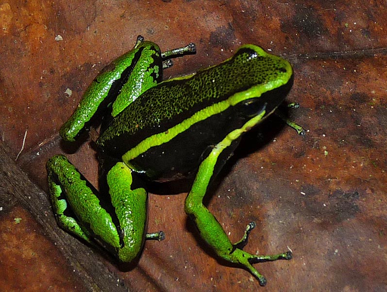 Hot Stove Herping: Peruvian Interlude Part 2 - Field Herp Forum