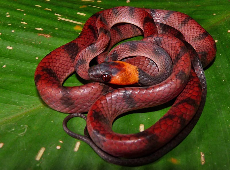 Hot Stove Herping: Peruvian Interlude Part 1 - Field Herp Forum