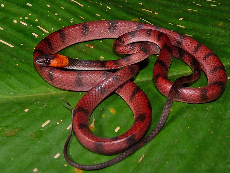 Hot Stove Herping: Peruvian Interlude Part 1 - Field Herp Forum