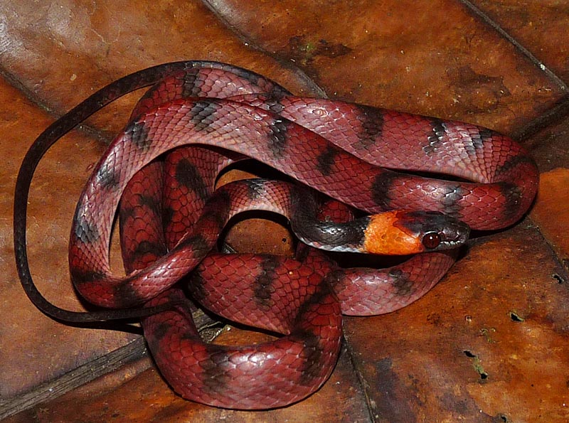 Hot Stove Herping: Part One - Field Herp Forum