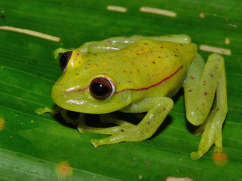 Hot Stove Herping: Part One - Field Herp Forum