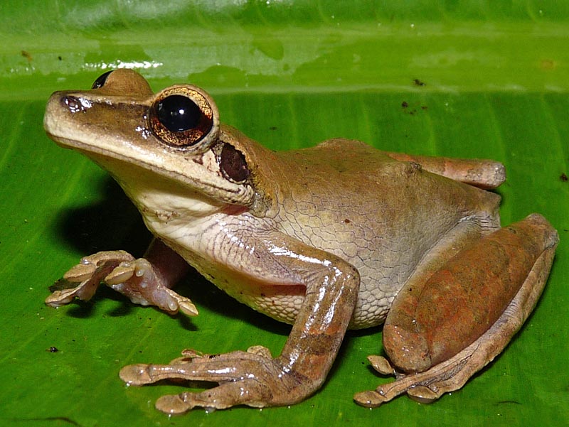 Hot Stove Herping: Part One - Field Herp Forum