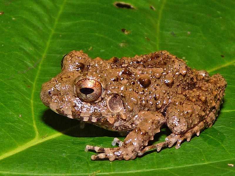 Hot Stove Herping: Peruvian Interlude Part 1 - Field Herp Forum