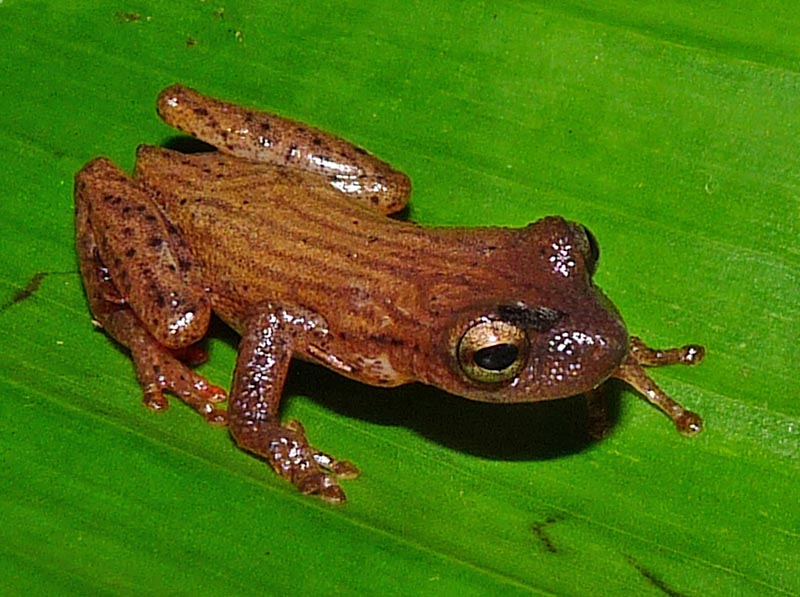 Hot Stove Herping: Part One - Field Herp Forum