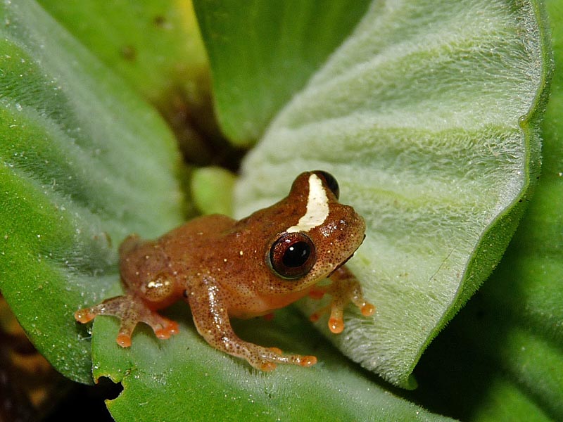 Hot Stove Herping: Part One - Field Herp Forum