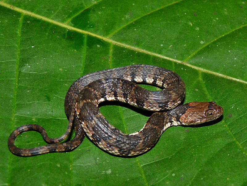 Hot Stove Herping: Part One - Field Herp Forum