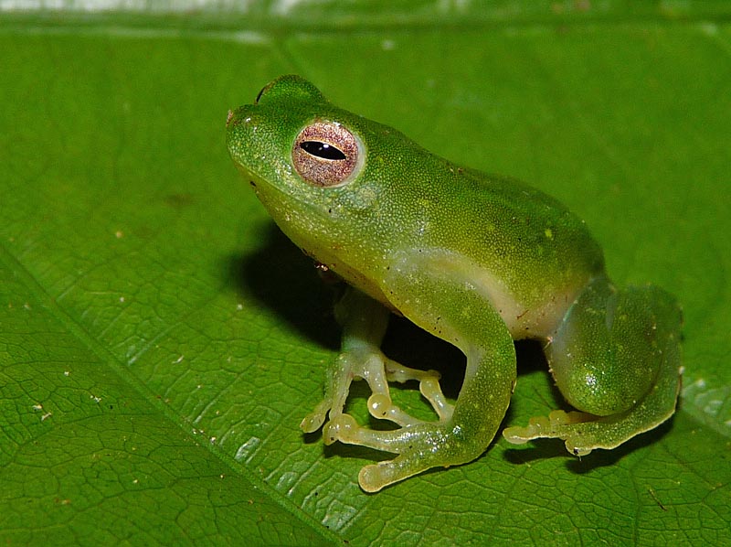 Hot Stove Herping: Part One - Field Herp Forum